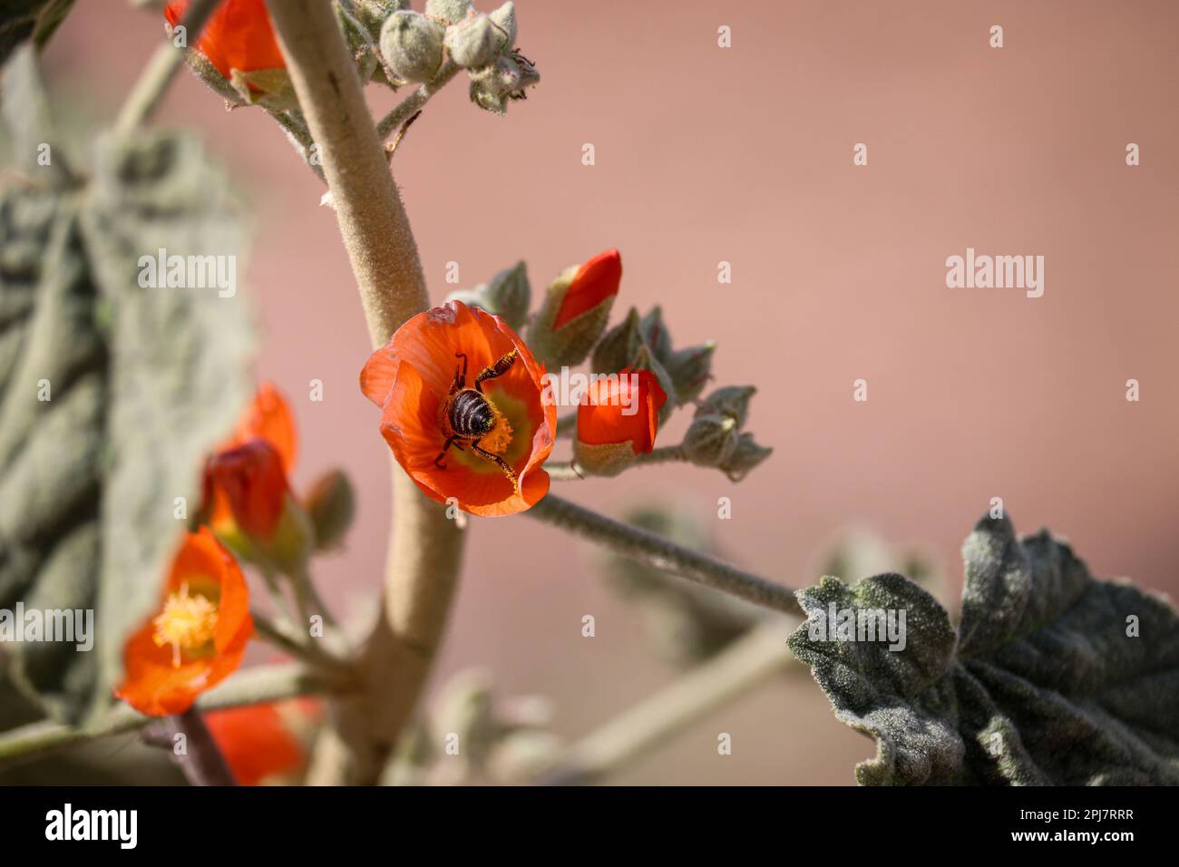Orange globe mallow buds hi-res stock photography and images - Alamy