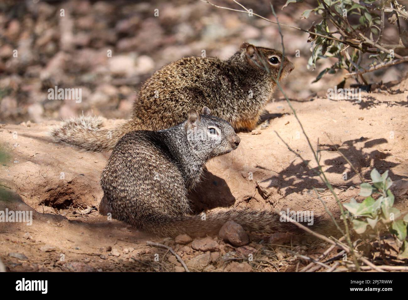 Pair of rock squirrels or Spermophilus variegatus standing next to ...