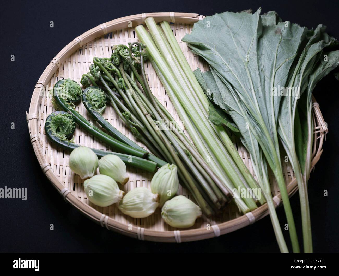 A picture showsedible wild plants,, Fukinoto, Kogomi, Zenmai and Fuki ...