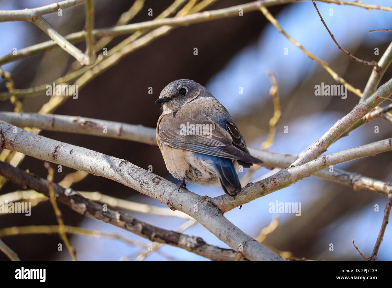 Female western bluebird or Sialia Mexicana perching in a tree at Green ...