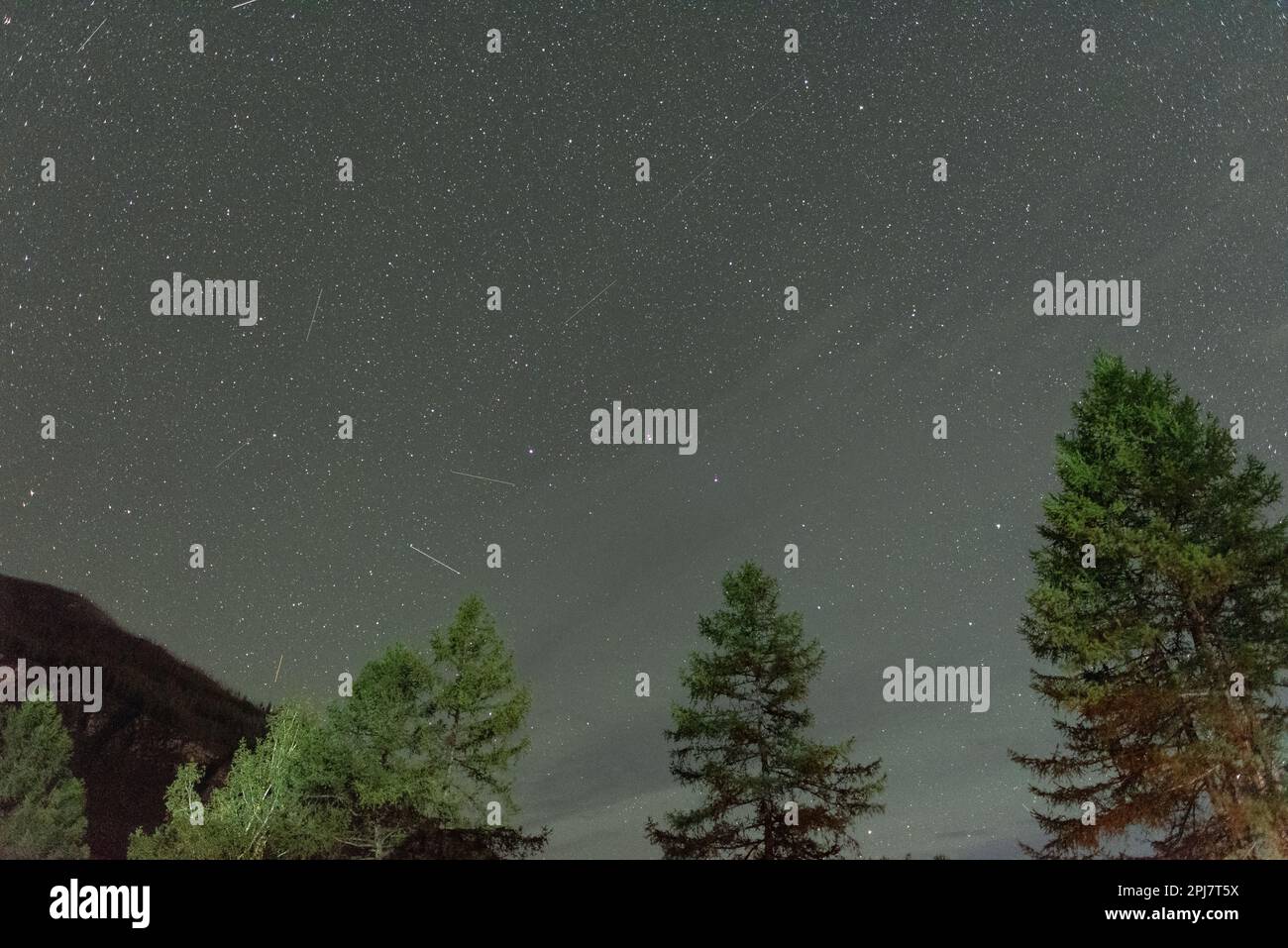 Starry sky with a shooting star above the crowns of pine trees at night ...