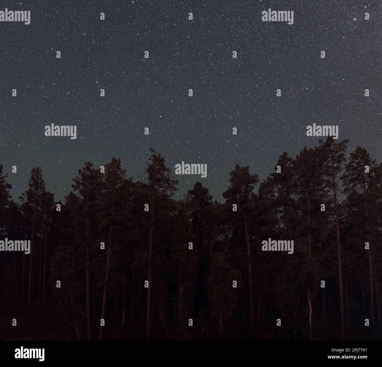 Starry sky above the crowns of pine trees at night in the shade in ...