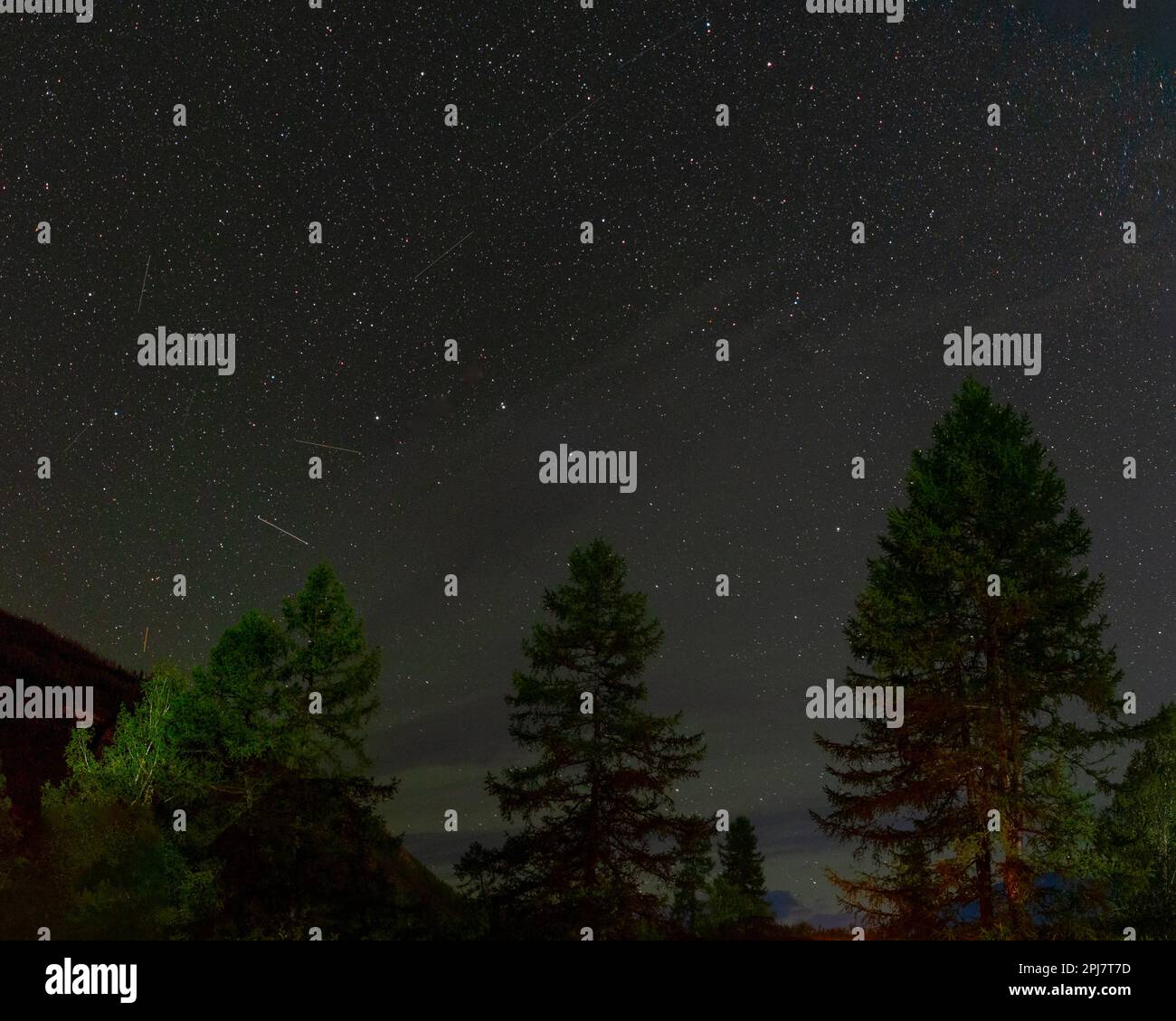 Starry sky with a shooting star above the crowns of pine trees at night ...