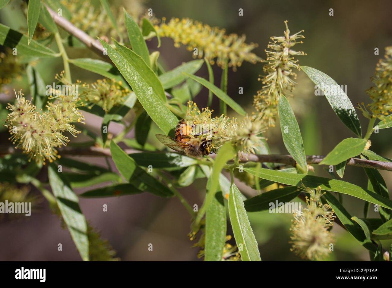 Mesquite leaves hi-res stock photography and images - Alamy