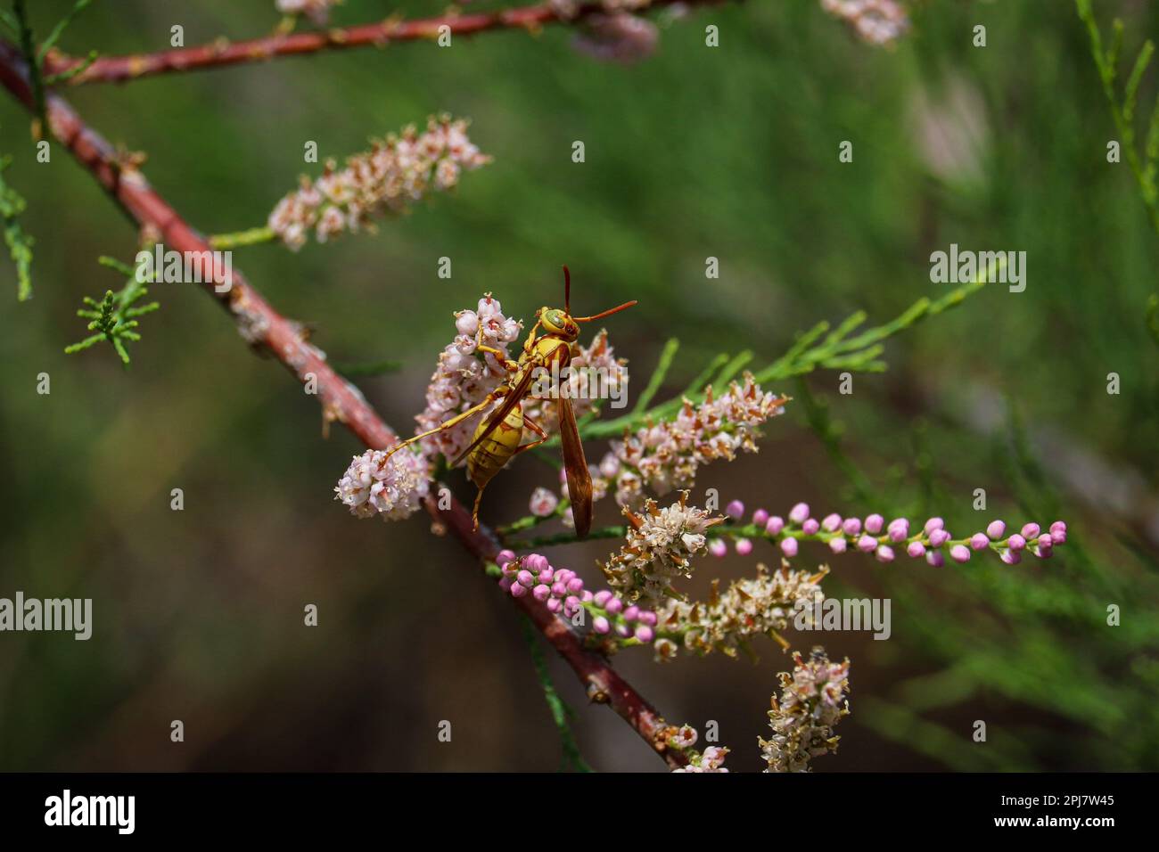 Paper wasp arizona hi-res stock photography and images - Alamy