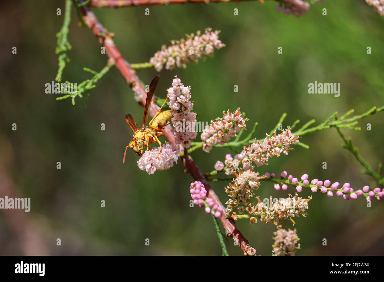Salt cedar blooms hi-res stock photography and images - Alamy