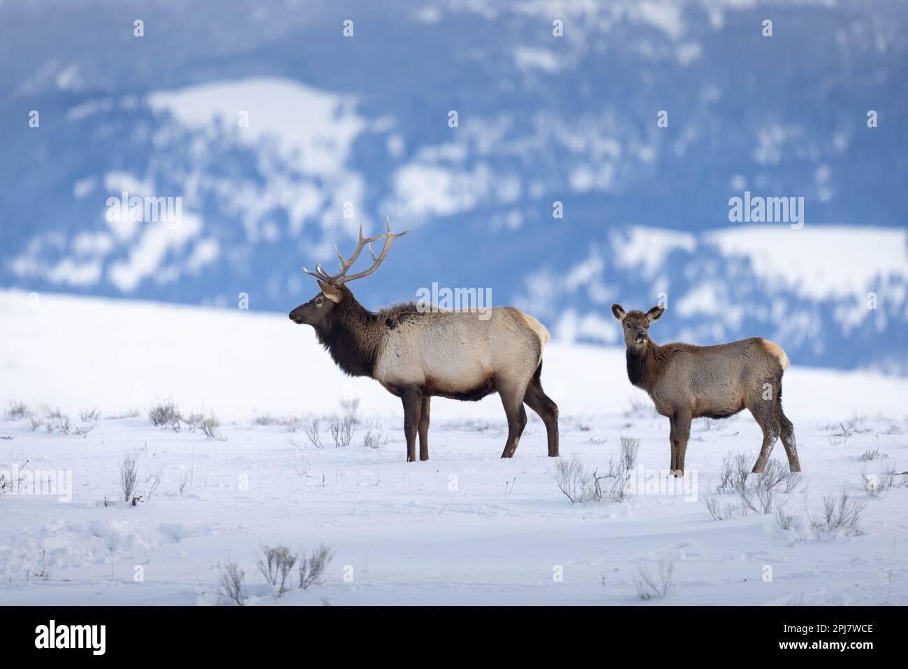 A bull leading a cow elk over a snow-covered ridge below the Gros ...