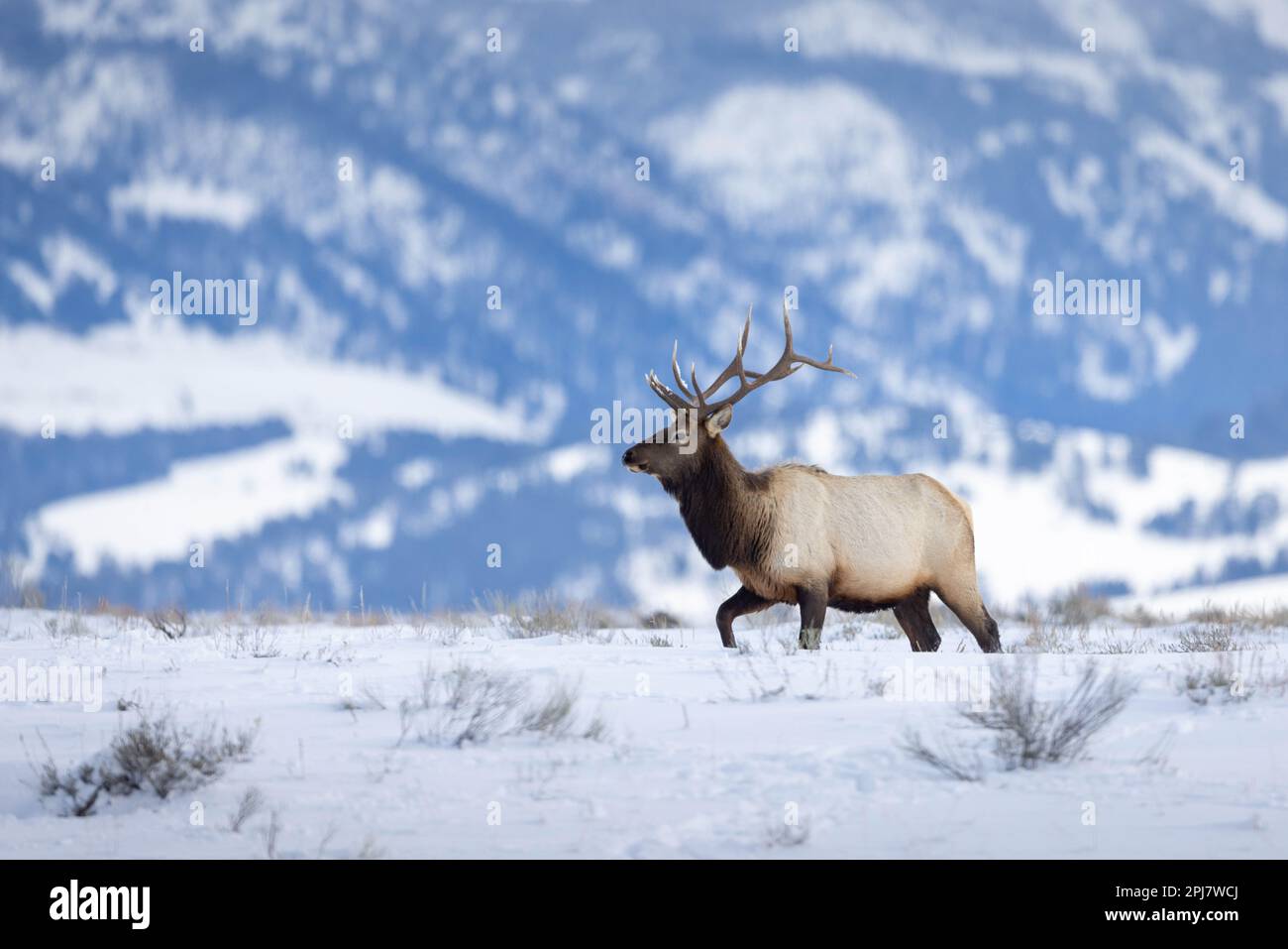 A bull elk walking on a snow-covered ridge below the Gros Ventre ...