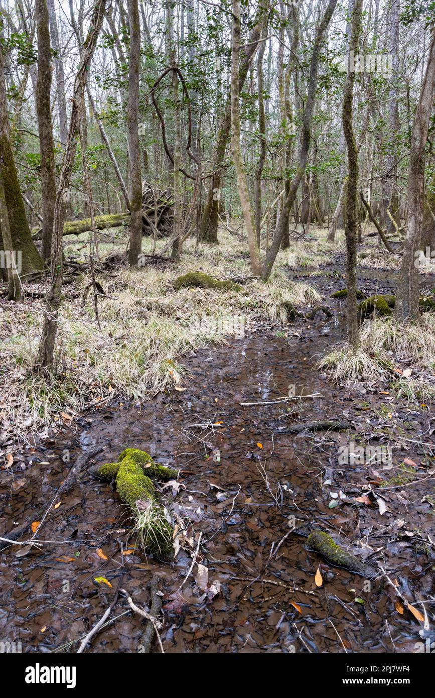 A unique feature of the surrounding swamp called Dorovan muck winding ...