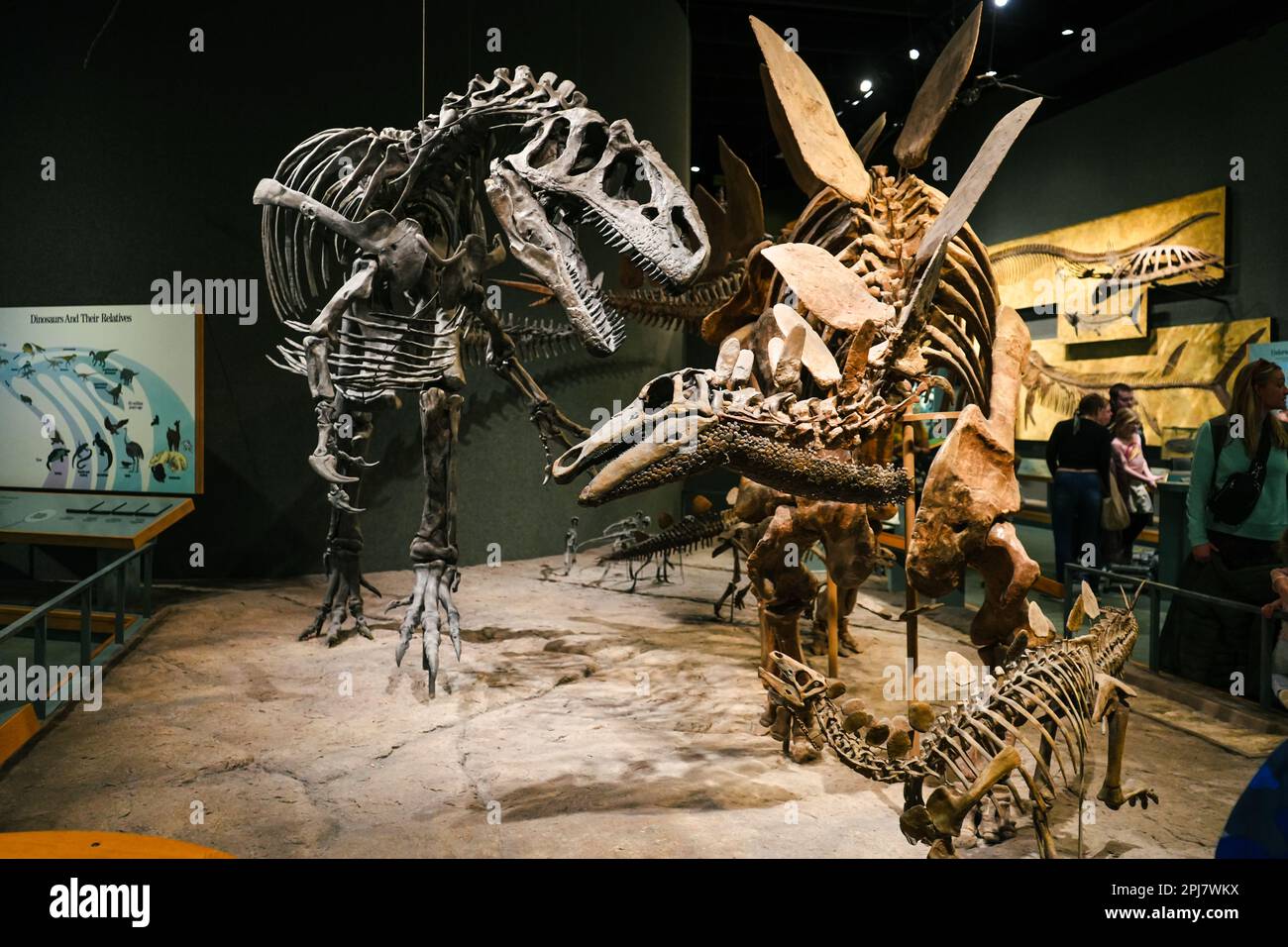 Denver museum science prehistoric hall hi-res stock photography and ...