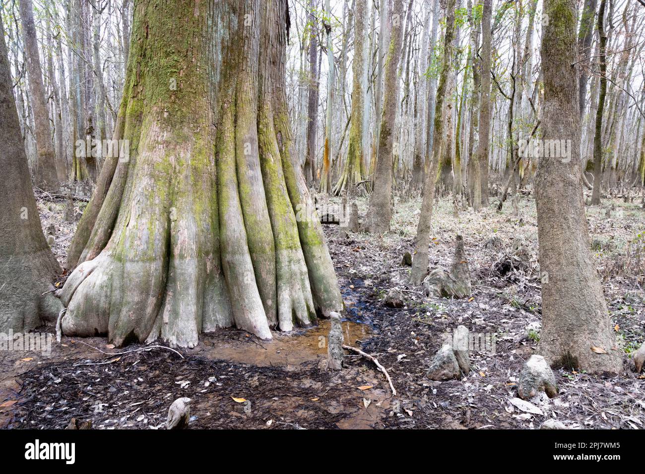 A large cypress tree surrounded by smaller cypress trees and their ...