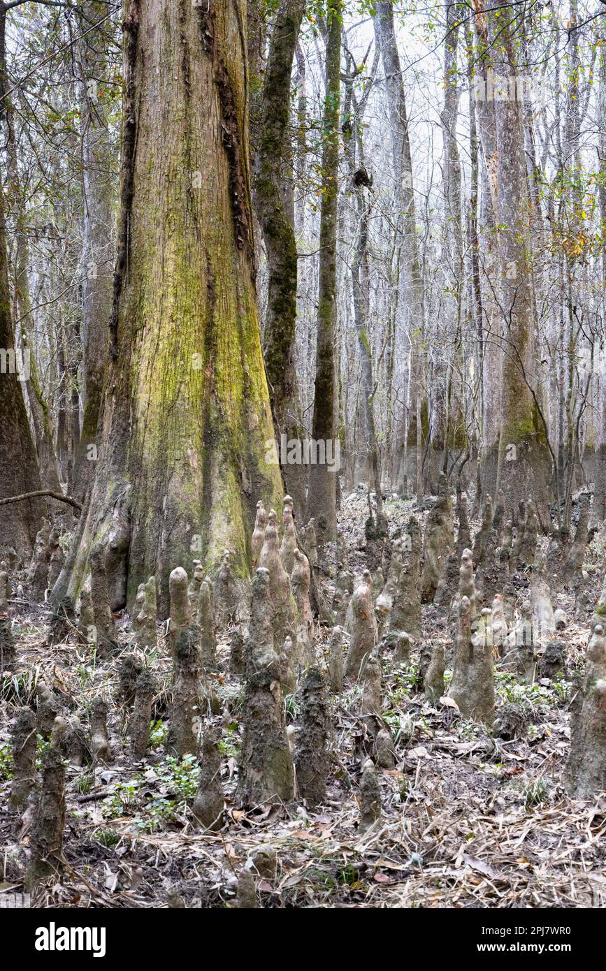 Cypress trees rising high above the swamp floor above cypress tree ...