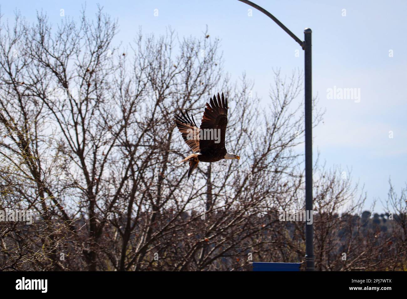 Bald eagle or Haliaeetus leucocephalus carrying a fish a Green Valley ...