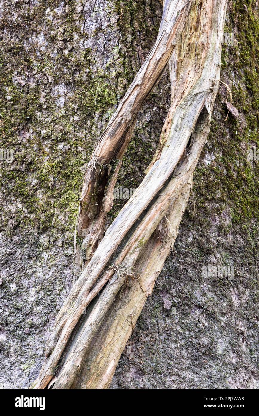 An old vine wrapping around the trunk of a tree along the Boardwalk ...