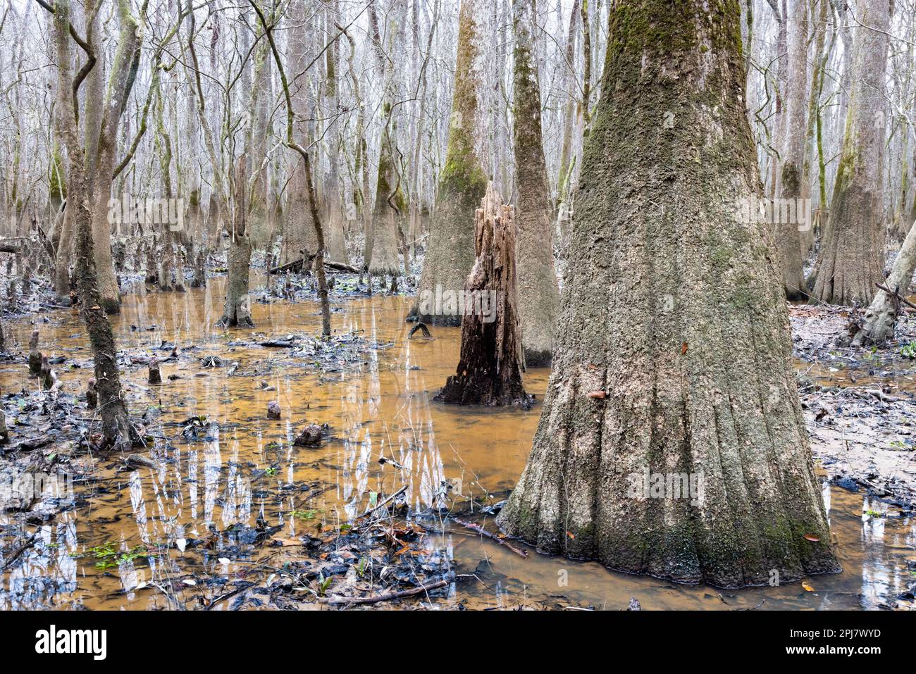 Water tupelo hi-res stock photography and images - Alamy