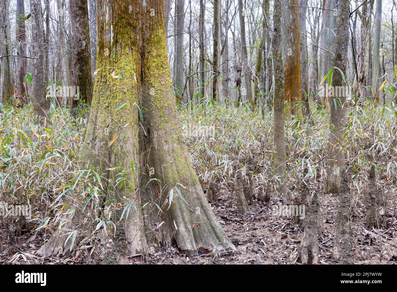 Water tupelo hi-res stock photography and images - Alamy