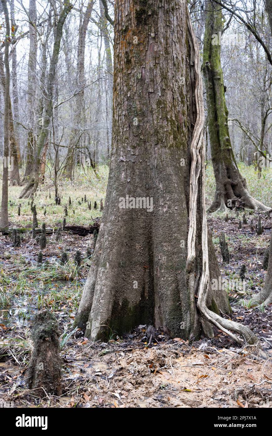 Cypress trees and their knees rising to create a thick forest in the ...