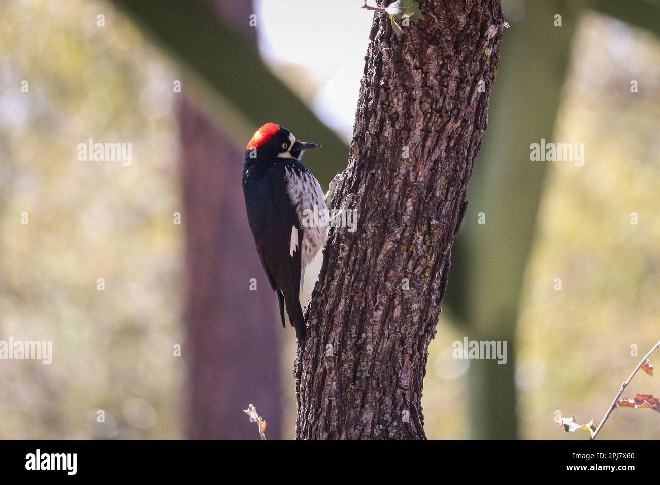 Female acorn woodpecker or Melanerpes formicivorus perching on the side ...
