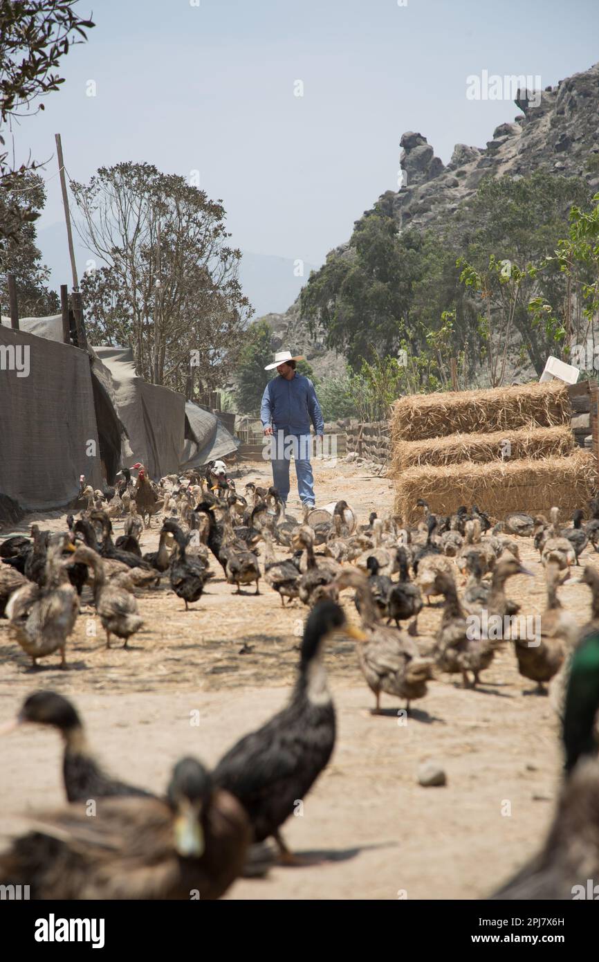 Man walking through a duck and chicken farm in Peru Stock Photo - Alamy