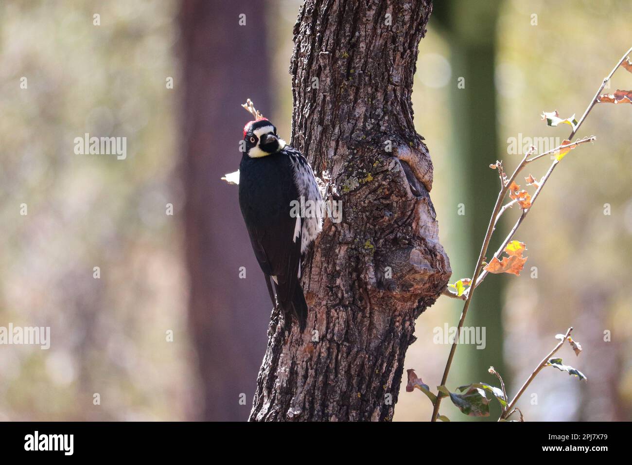 Female acorn woodpecker or Melanerpes formicivorus perching on the side ...