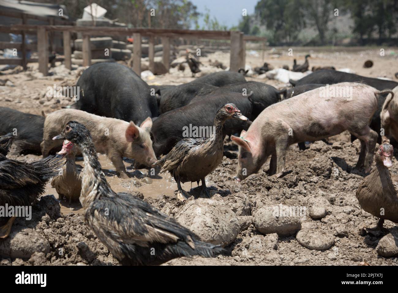 Sunbathing pig hi-res stock photography and images - Alamy