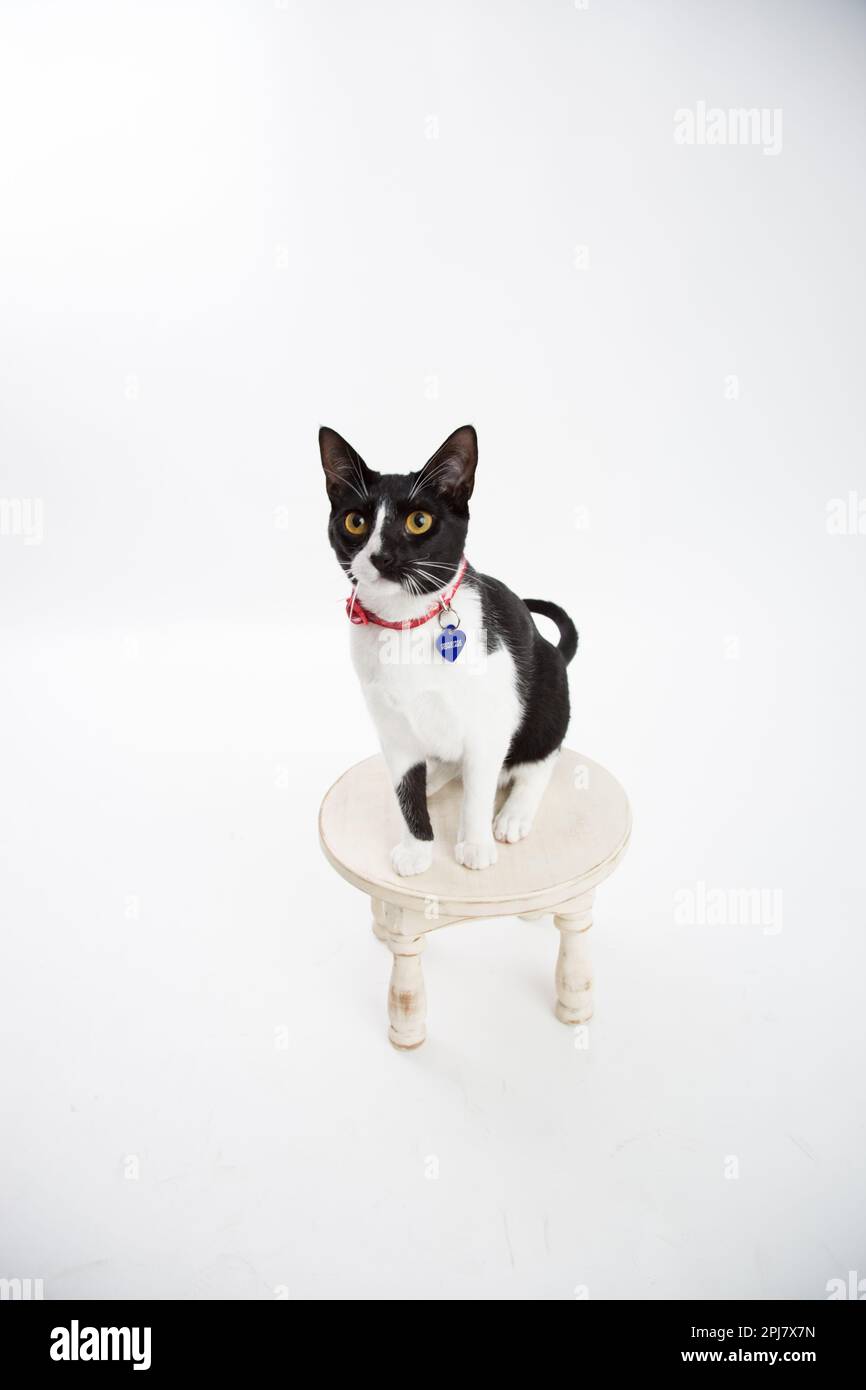 Little cat sitting on hi-res stock photography and images - Alamy
