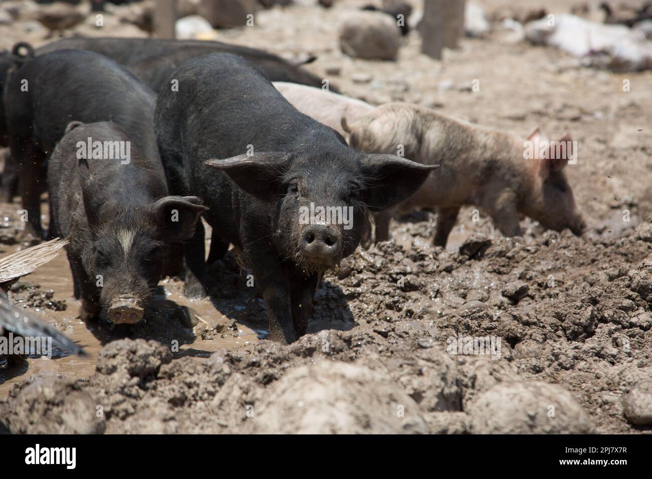 Pigs and duck sunbathing on a livestock farm Stock Photo - Alamy