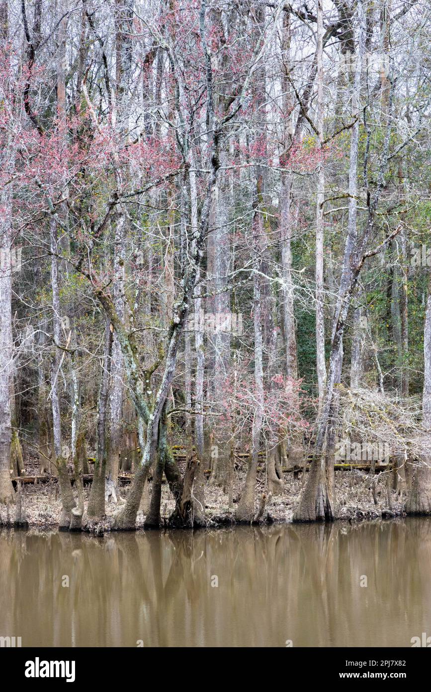 Cypress trees and other swamp trees rising above the shores of Weston ...