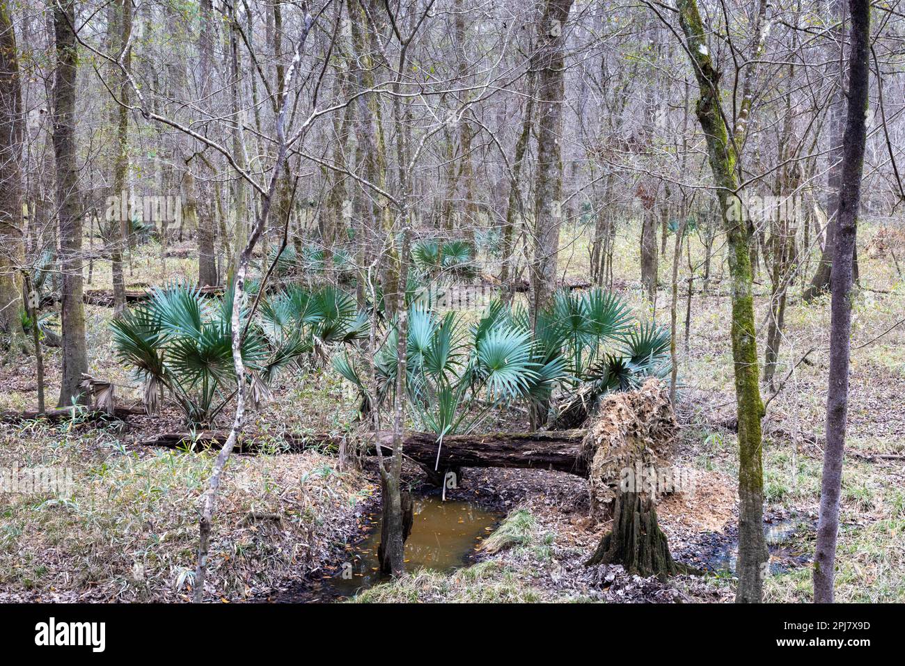 Dwarf palmetto plants growing on the forest floor along Boardwalk Trail ...
