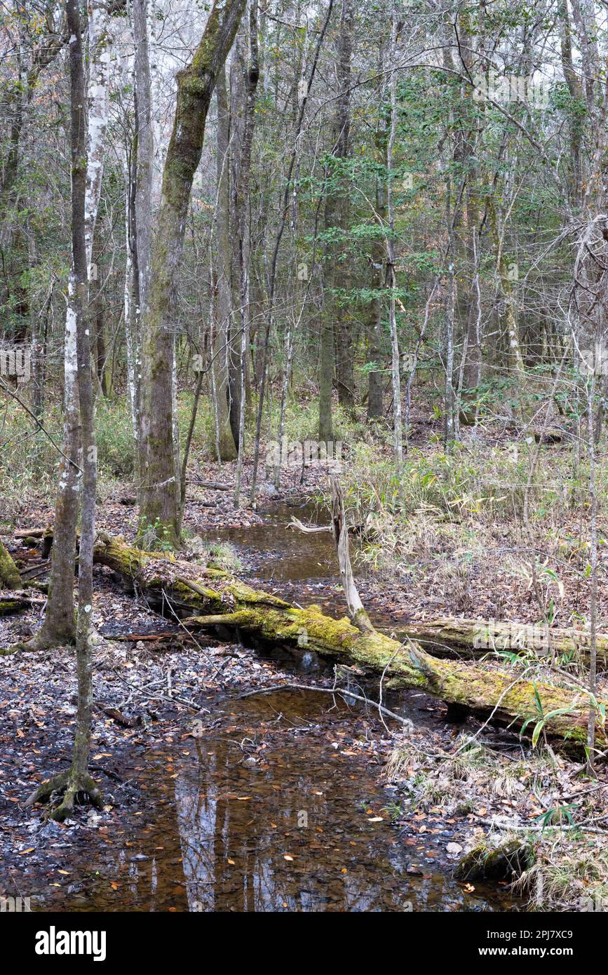 A shallow stream flowing through the forest floor along the Boardwalk ...