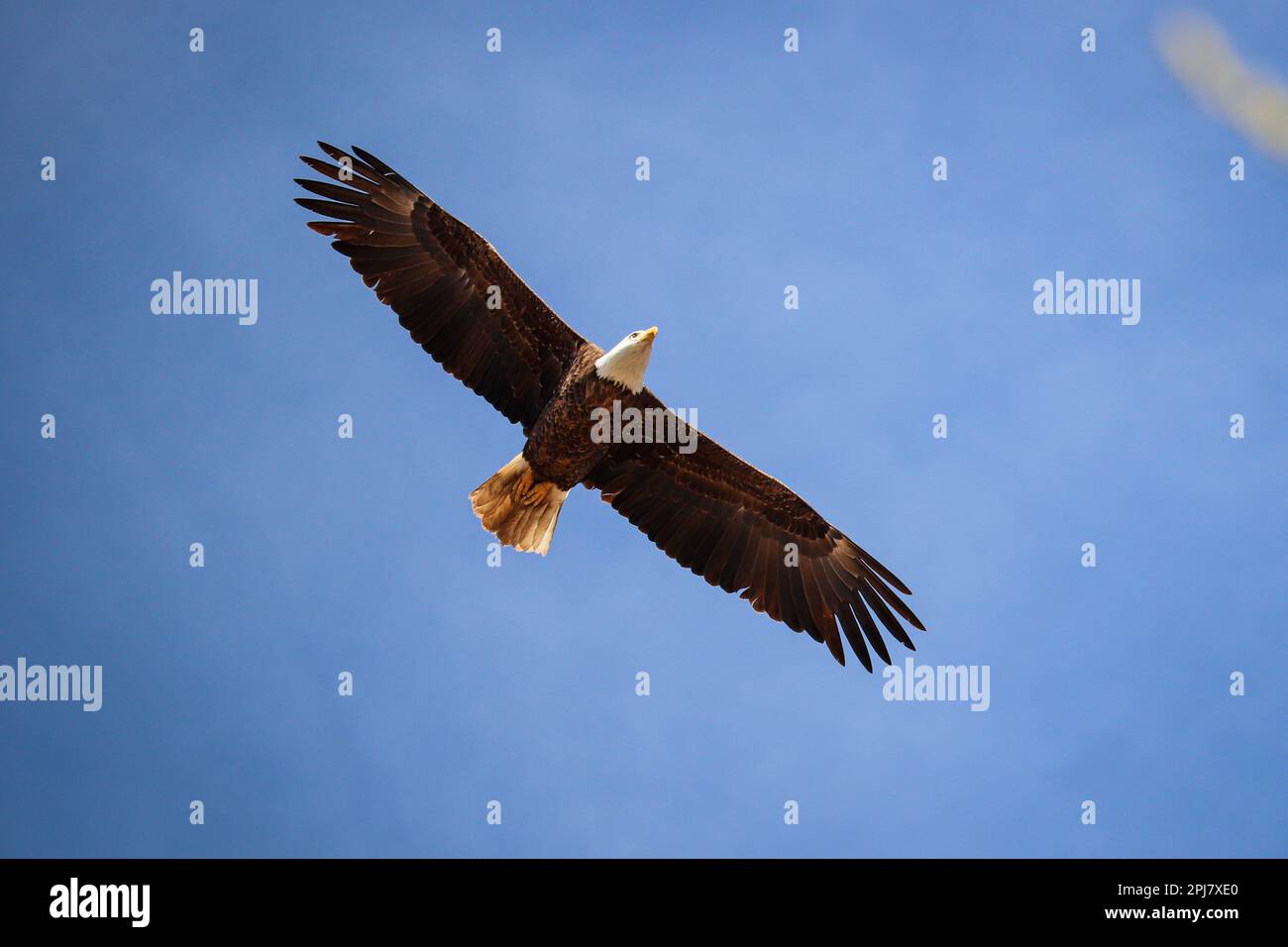 Bald eagle or Haliaeetus leucocephalus soaring above Green Valley Park ...