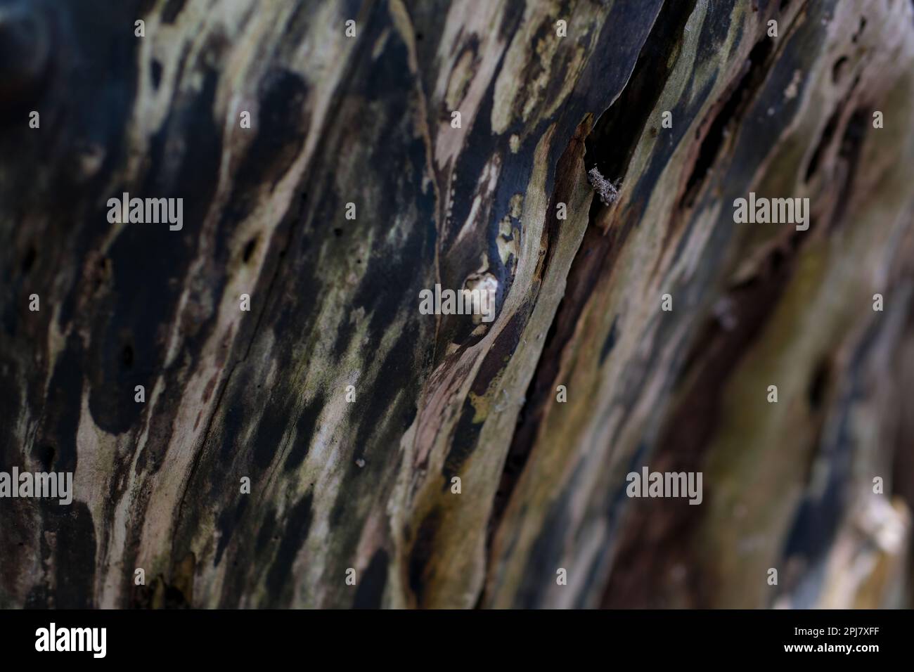Texture of tree trunk in the forest Close up of texture of an old oak ...