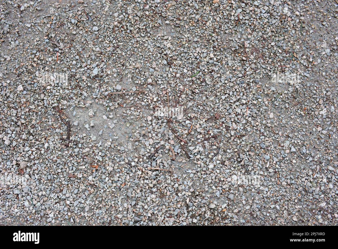 Smooth round pebbles texture background. Pebble sea beach close-up ...