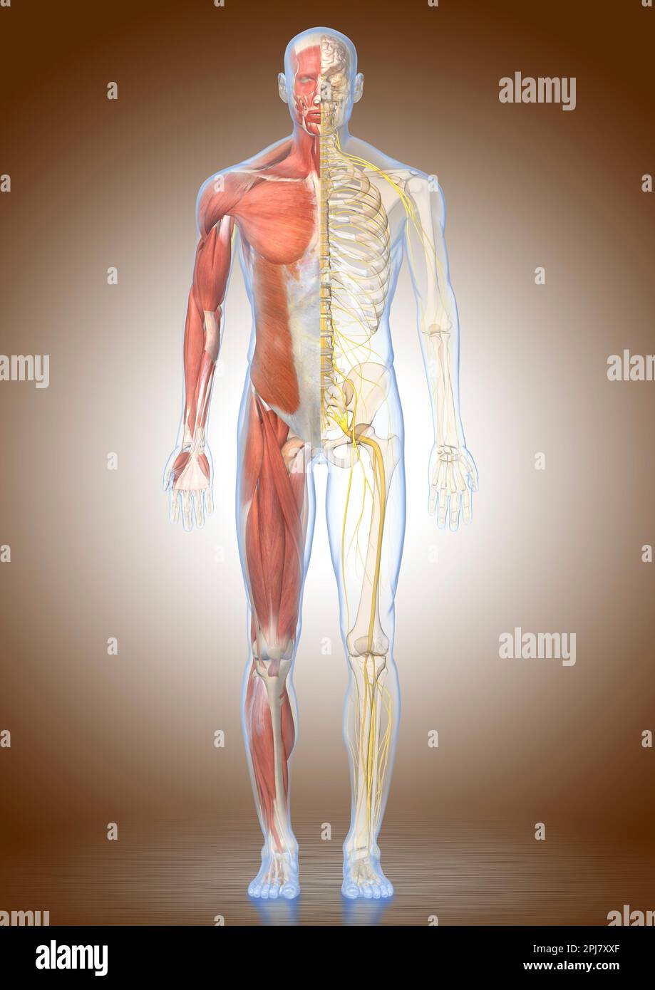 Biology anatomy skeleton muscles hi-res stock photography and images ...