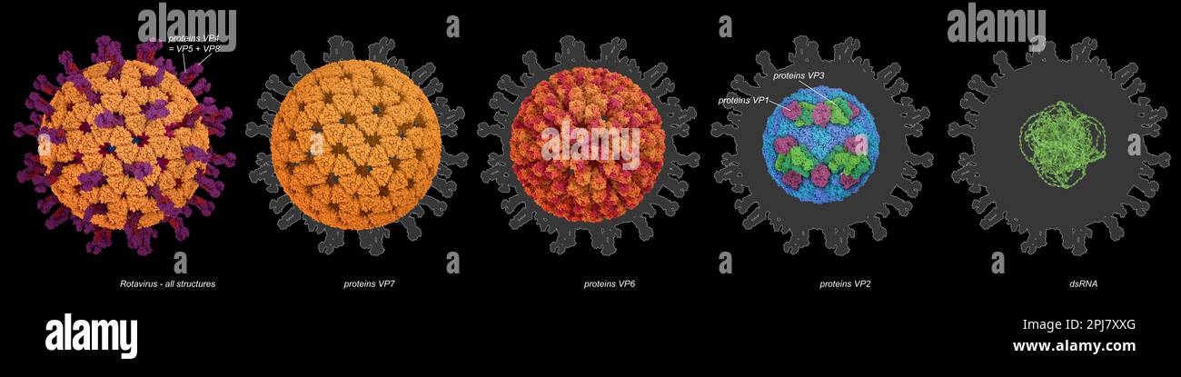 Rotavirus structure, illustration Stock Photo - Alamy