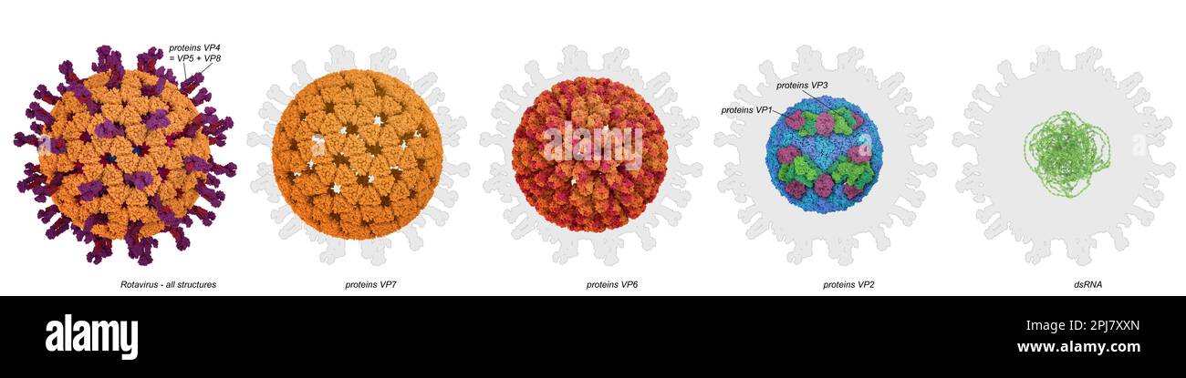 Rotavirus structure, illustration Stock Photo - Alamy