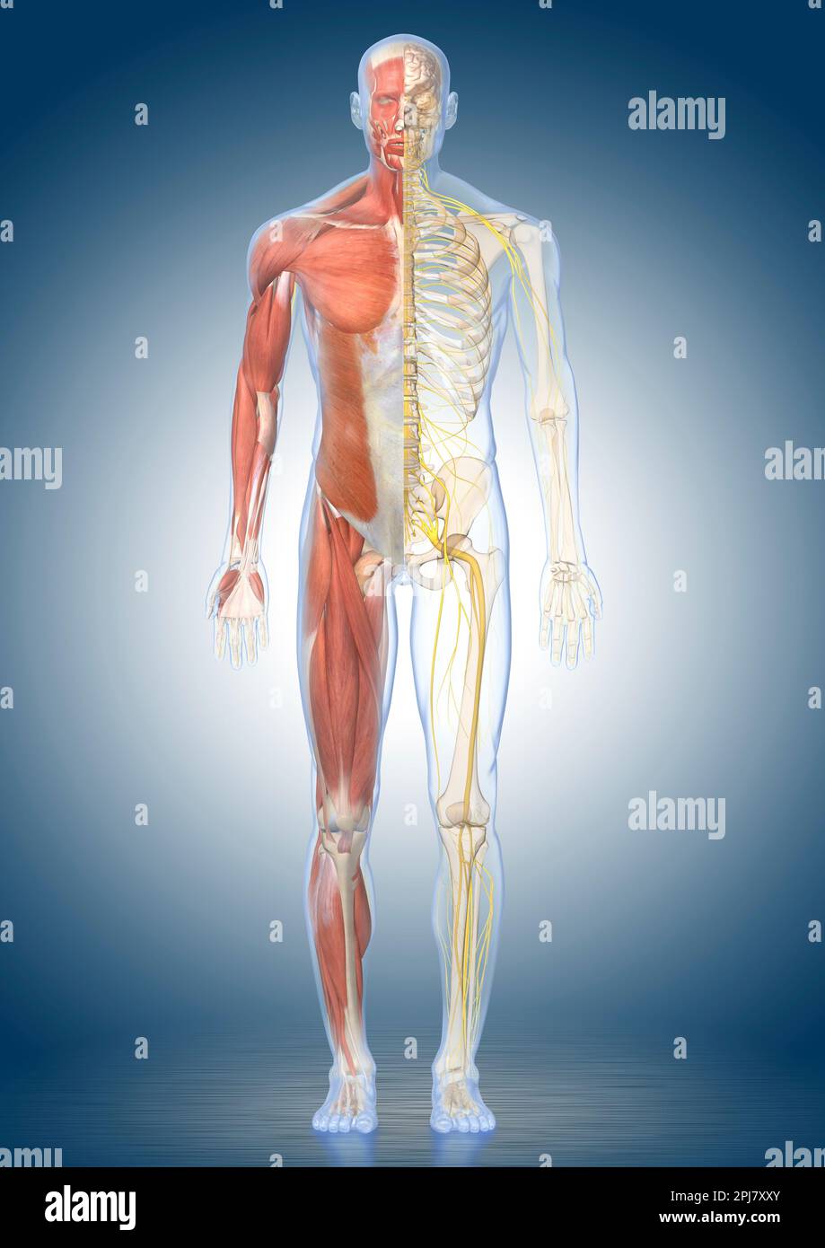 Male anatomy, illustration Stock Photo - Alamy