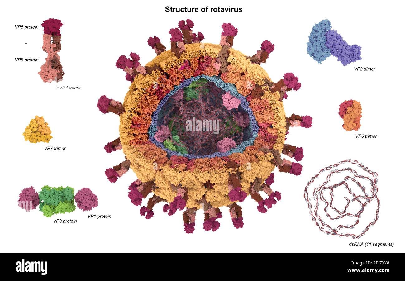 Rotavirus structure, illustration Stock Photo - Alamy