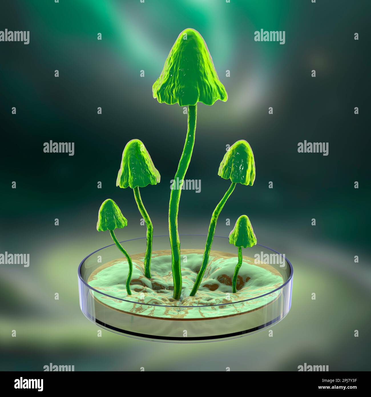 Mushrooms growing in laboratory, conceptual illustration Stock Photo ...