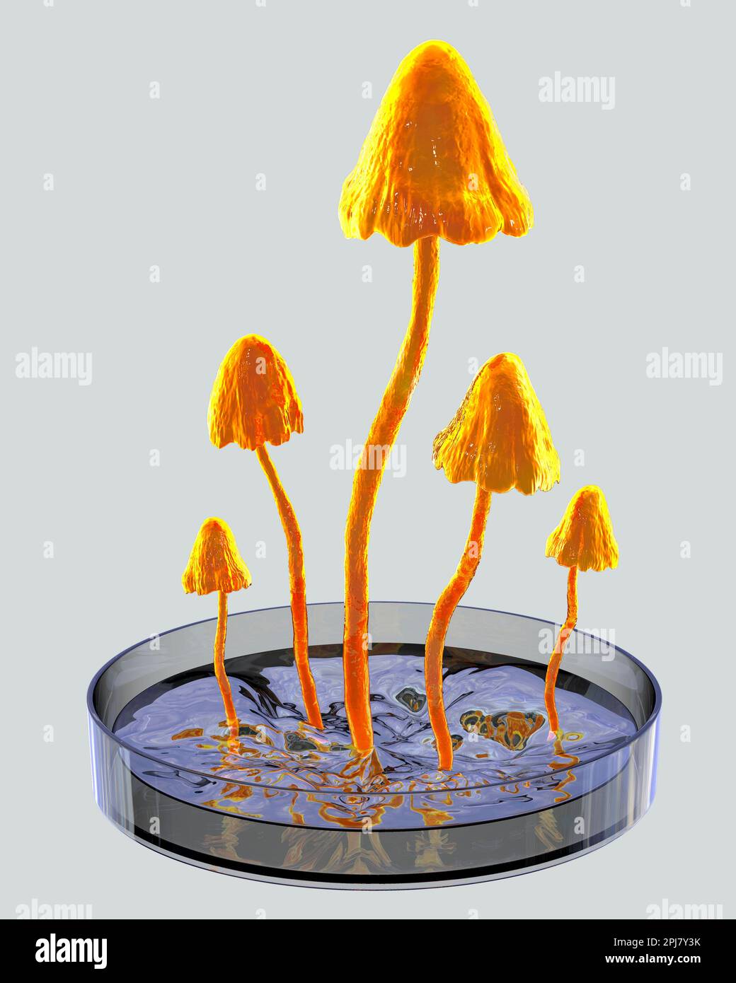 Mushrooms growing in laboratory, conceptual illustration Stock Photo ...