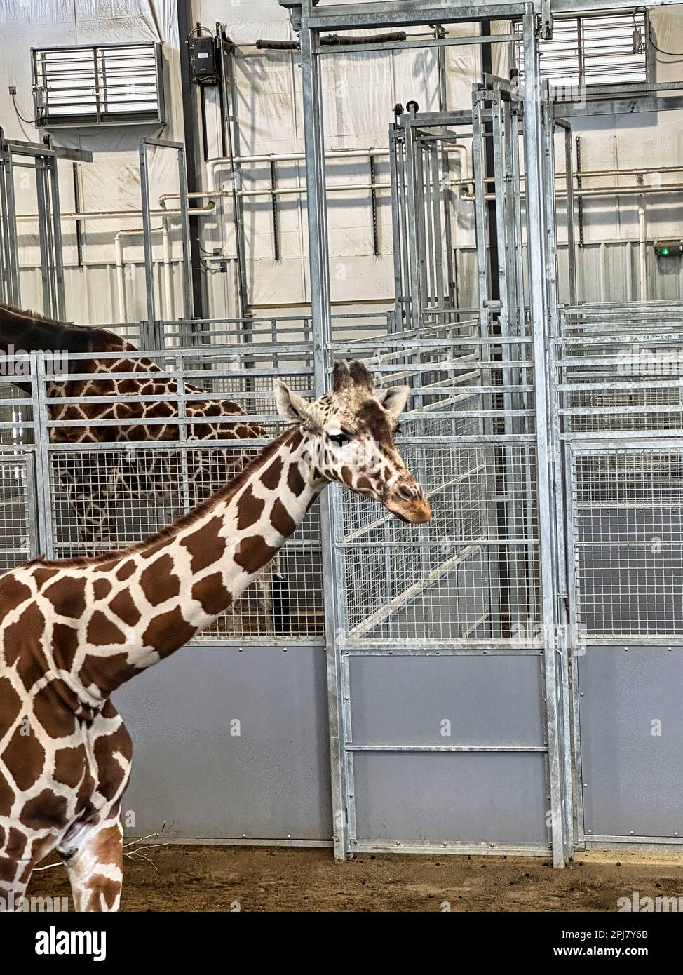 Young Giraffe inside the Giraffe and Friends exhibit at the Topeka Zoo ...