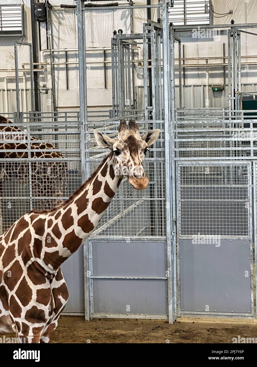 Young Giraffe inside the Giraffe and Friends exhibit at the Topeka Zoo ...
