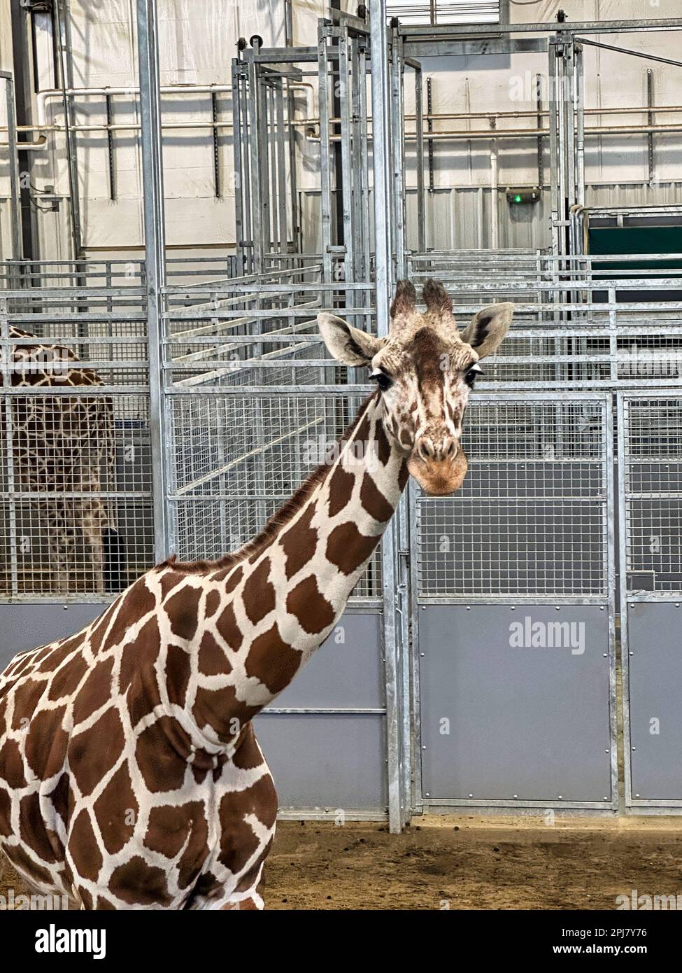 Young Giraffe inside the Giraffe and Friends exhibit at the Topeka Zoo ...