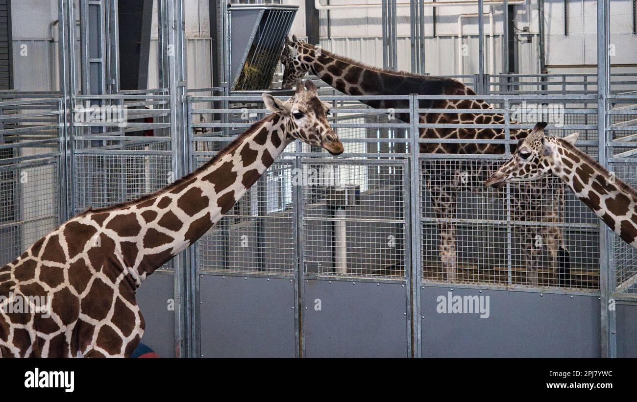 Young Giraffe inside the Giraffe and Friends exhibit at the Topeka Zoo ...