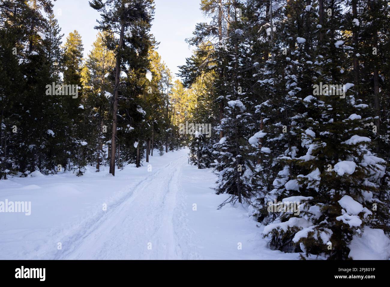 Snowshoe and cross-country ski trails bending into the forest over snow ...