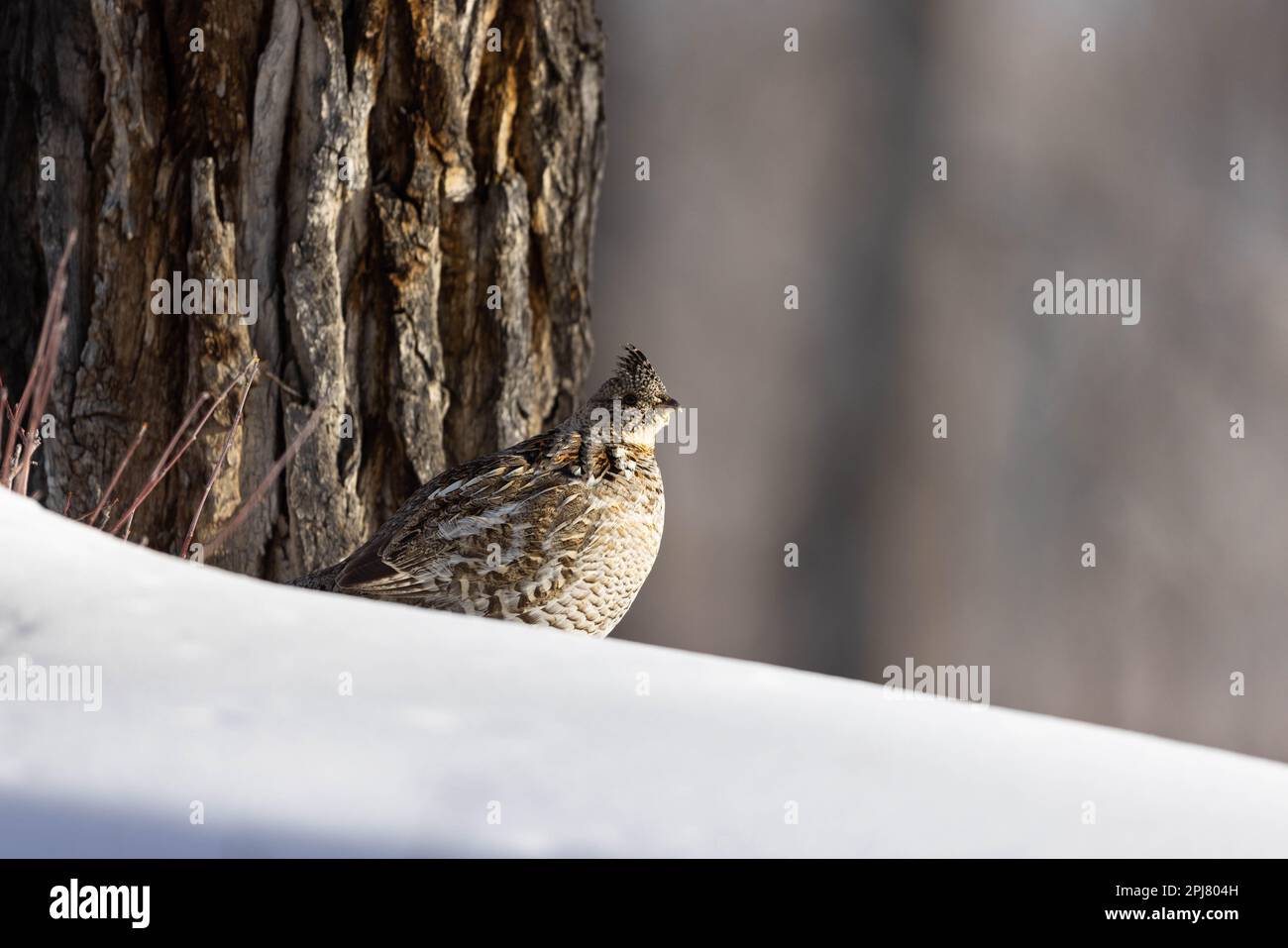 A female ruffed grouse standing at the base of a cottonwood tree in the ...