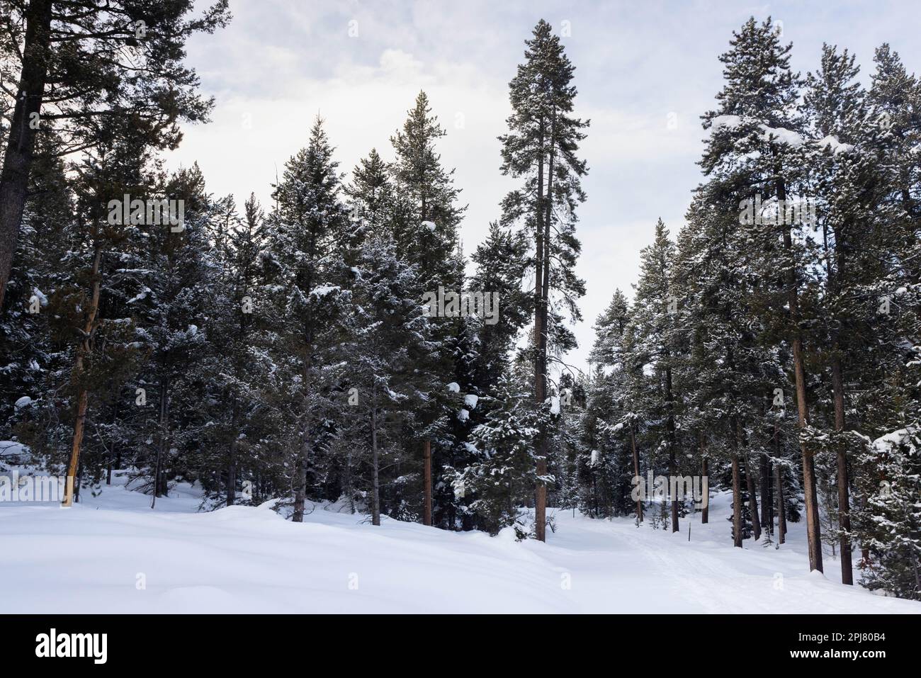 Winter recreation trails winding through a thick forest below sunset ...