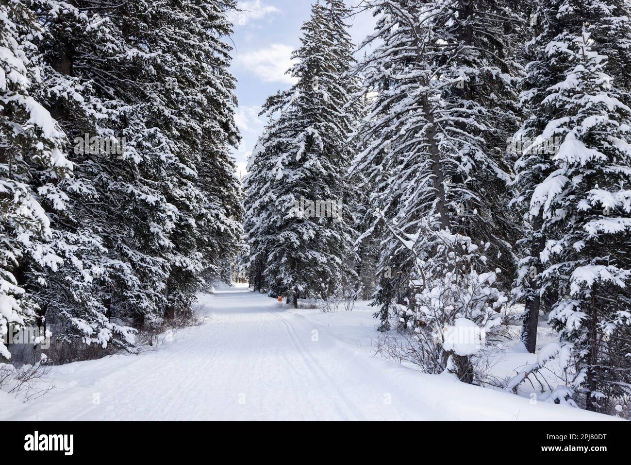 The Cache Creek Trail surrounded by a thick winter forest and evergreen ...