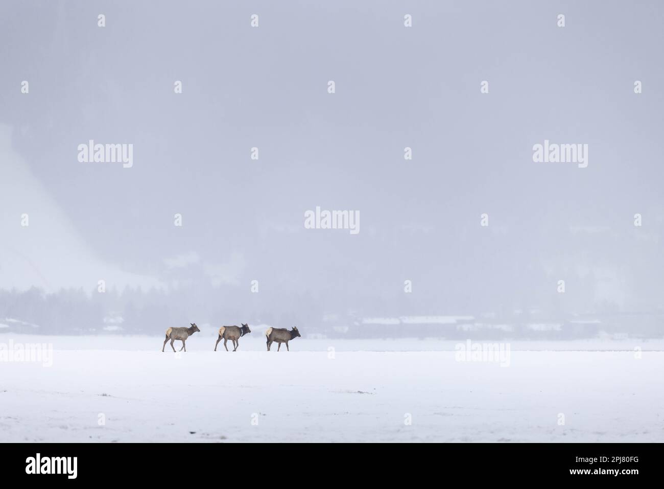 A trio of elk walking through a snow storm with the town of Jackson in ...