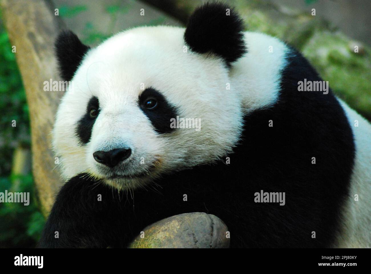 A solemn panda bear rests his head on his arms upon a rock Stock Photo ...